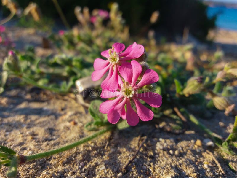 Spring on Malta, Pink Flower Growing from Sand Stock Photo - Image of ...