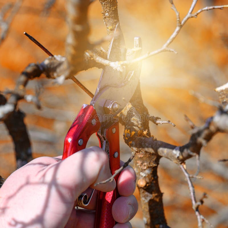 In the Spring, a Man Cuts and Trims the Branches of a Fruit-bearing ...