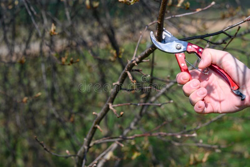 In the Spring, a Man Cuts and Trims the Branches of a Fruit-bearing ...