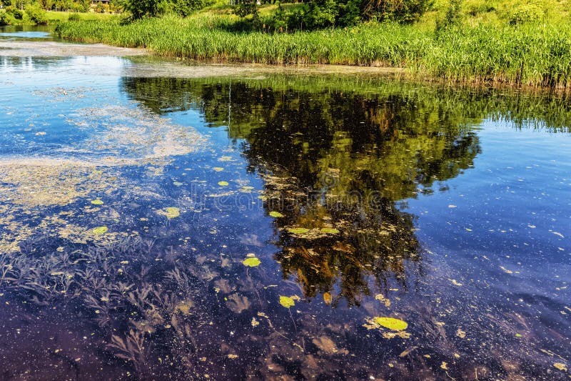 A Lot of Plant Pollen and Flowers Float in the River Water Stock Image ...