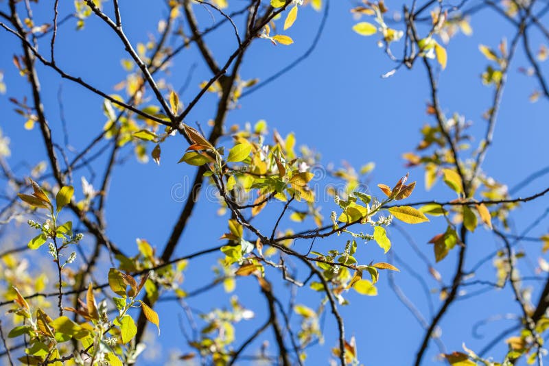Spring Maple Branches with Leaves Stock Image - Image of flower ...