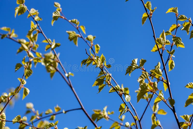 Spring Maple Branches with Leaves Stock Image - Image of natural, maple ...