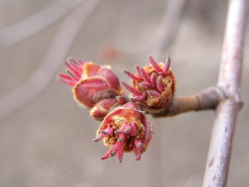 Spring maple buds stock image. Image of botanical, botany - 86575739