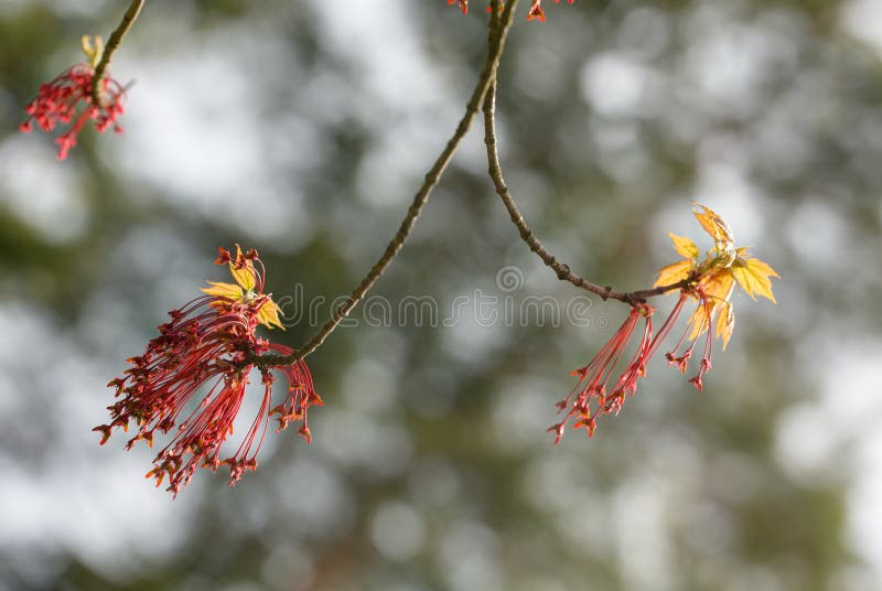 Spring maple close up stock photo. Image of bright, spring - 55036532