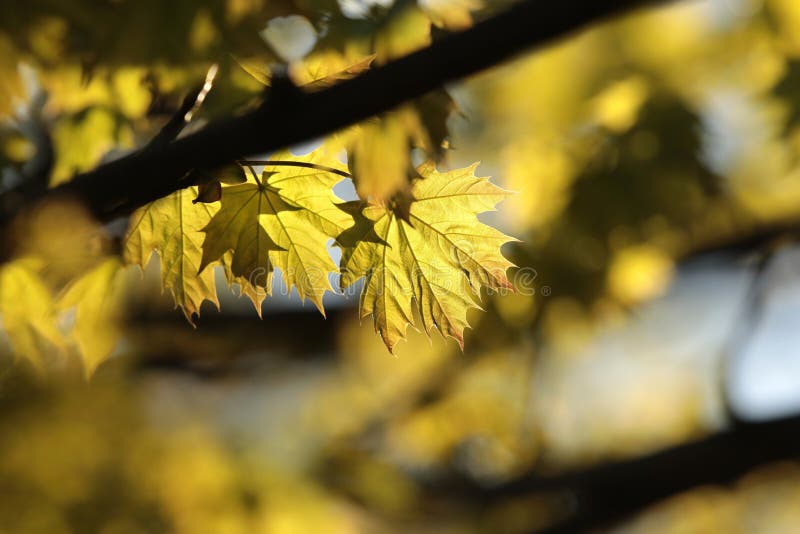 Spring Maple Leaves in the Forest Close Up of Leaf Backlit by Morning ...