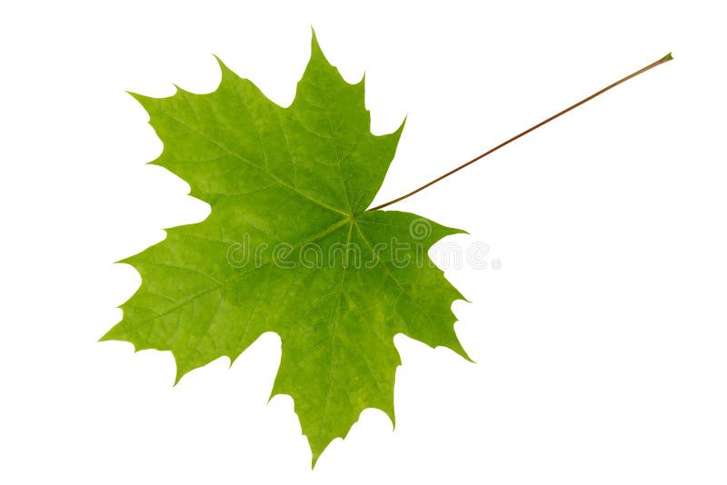 Spring maple leaf stock photo. Image of leaf, white, tree - 92942126
