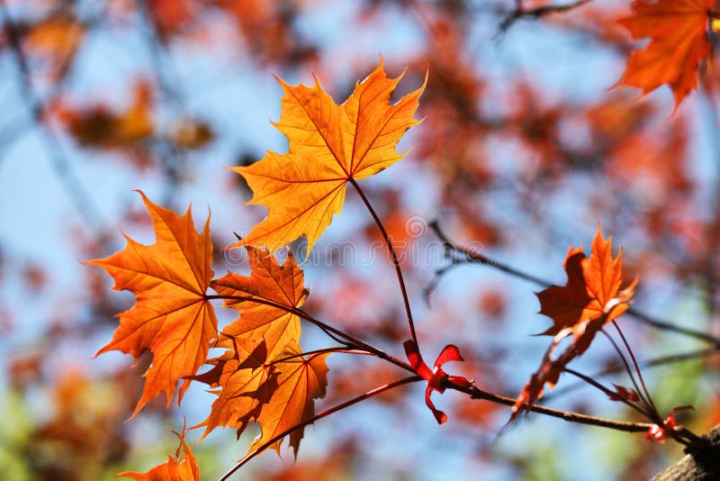 Spring maple leaves stock photo. Image of fall, nature - 16602520