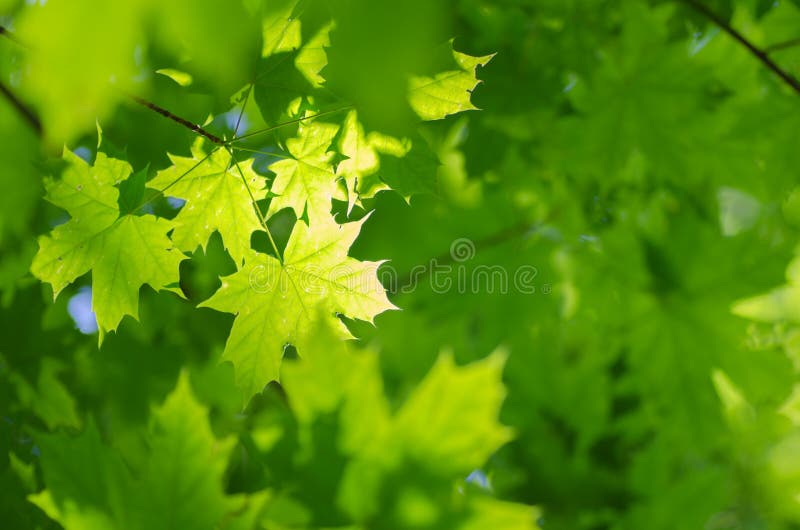 Spring Maple Leaves Background Stock Photo - Image of forest, brightly ...