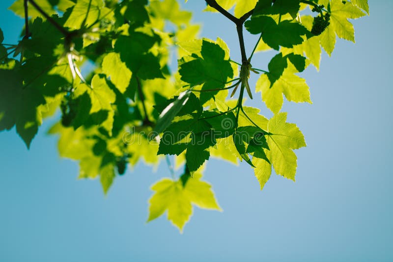 Spring Maple Leaves stock photo. Image of maple, backlight - 51104964