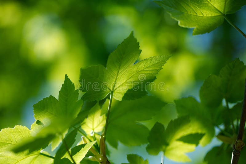 Spring Maple Leaves stock image. Image of springtime - 51104965
