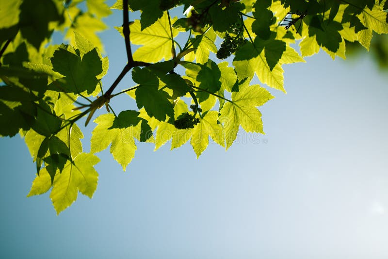 Spring Maple Leaves stock photo. Image of leaf, maple - 51105088