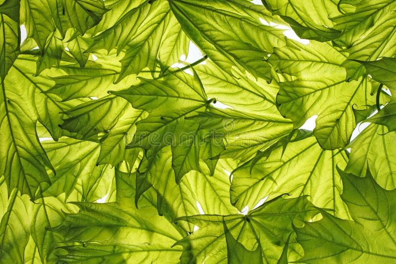 Spring maple leaves stock photo. Image of fresh, maple - 90862928