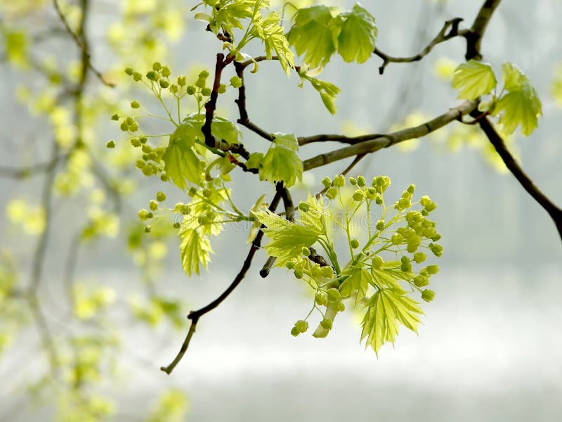 Spring Maple Leaves in the Forest Close Up of Leaf Backlit by Morning ...