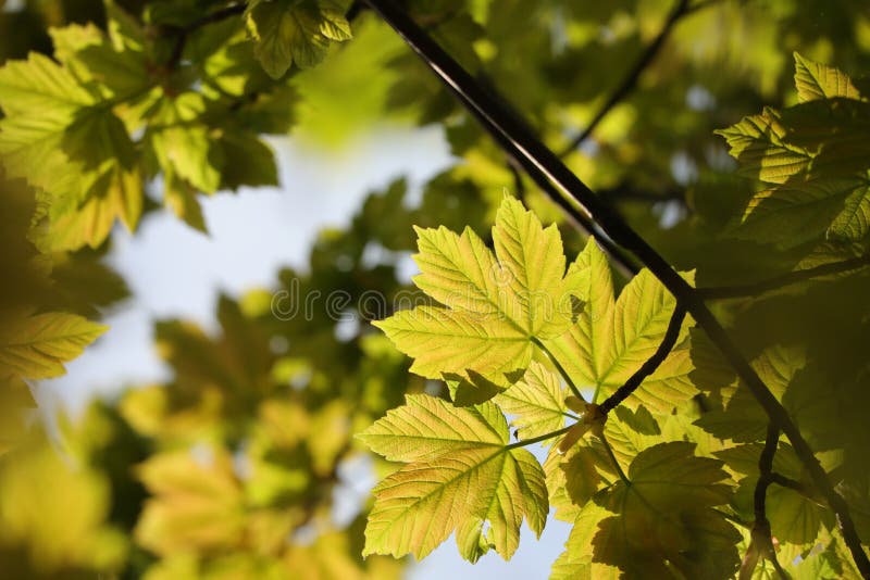Spring Maple Leaves in the Forest Close Up of Leaf Backlit by Morning ...