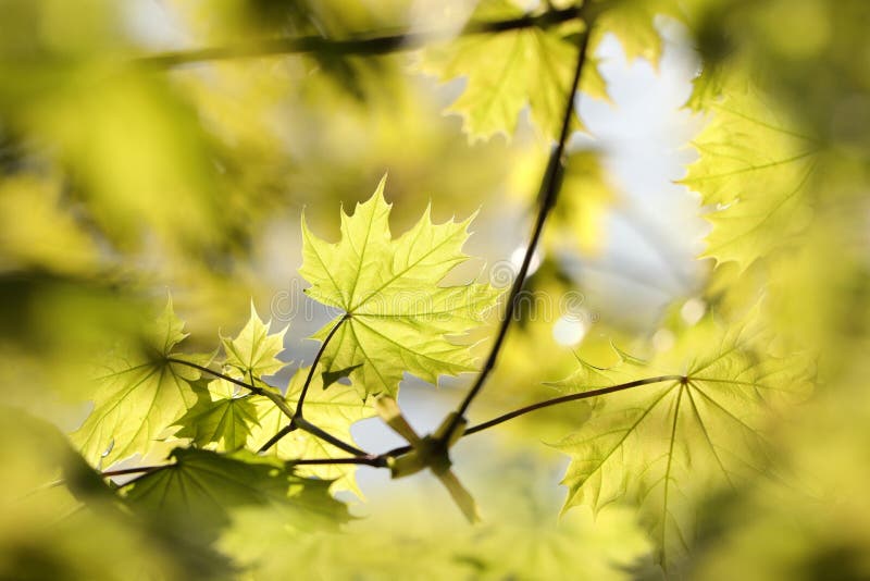 Spring Maple Leaves in the Forest Close Up of Leaf Backlit by Morning ...