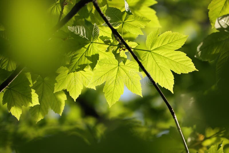 Spring Maple Leaves in the Forest Close Up of Sycamore Leaf Backlit by ...