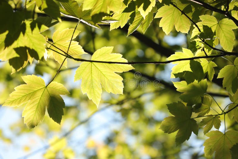 Spring Maple Leaves in the Forest Close Up of Sycamore Leaf Backlit by ...