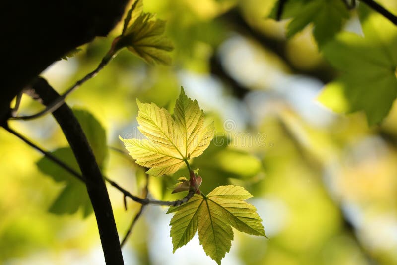 Spring Maple Leaves in the Forest Close Up of Sycamore Spring Maple ...