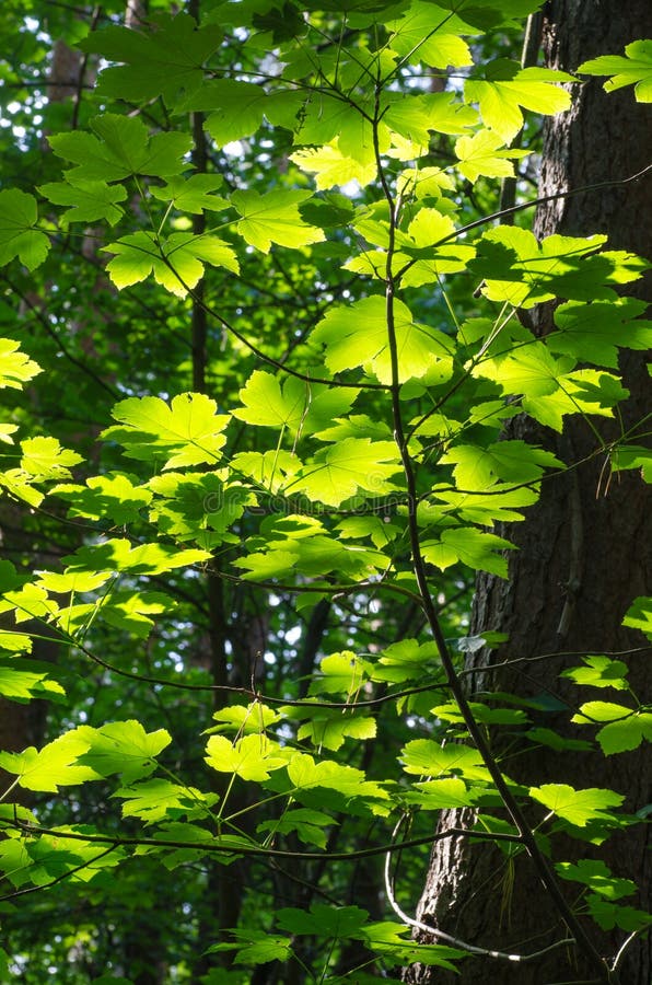 Spring maple leaves stock photo. Image of natural, green - 55630786