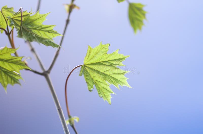 Spring Maple Leaves in Sunlight on Blue Sky Background Stock Image ...