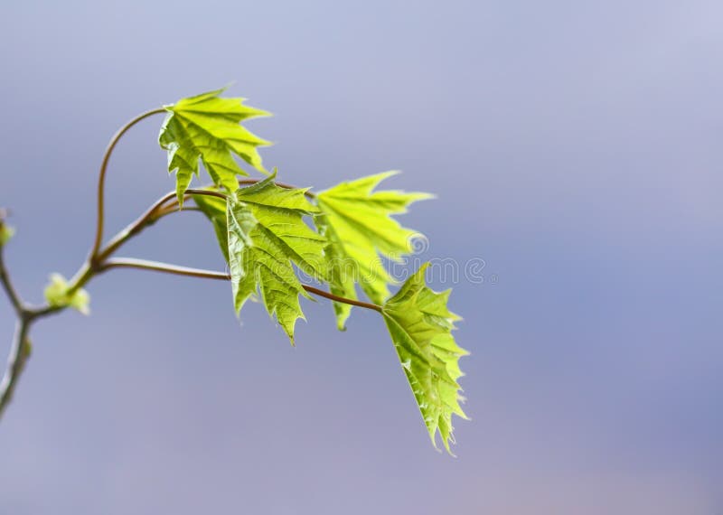 Spring Maple Leaves in Sunlight on Blue Sky Background Stock Photo ...
