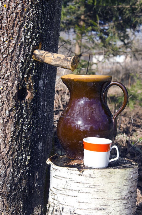 Spring maple sap stock image. Image of drink, branch - 23972551