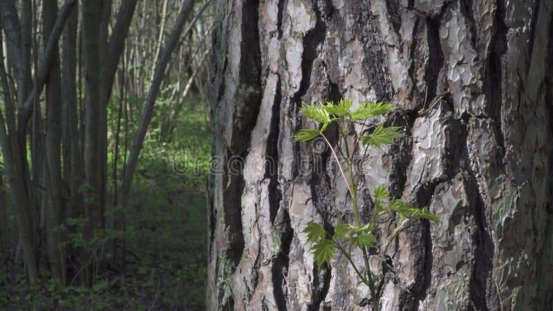 Spring Maple Shoots Contrast with Textured Pine Bark in Mixed Forest ...