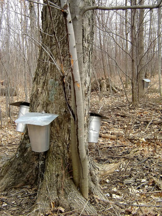 Spring, Maple Syrup Season. Stock Photo - Image of canada, products ...
