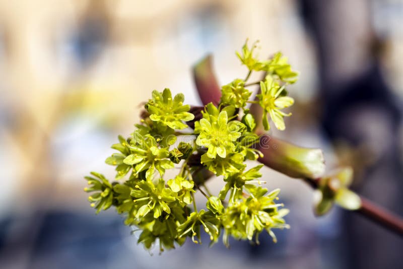 Spring maple tree stock image. Image of flower, growth - 223278811