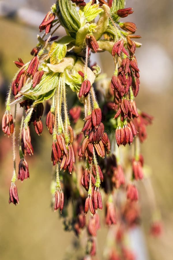 Spring maple tree stock photo. Image of bright, clouds - 223311002