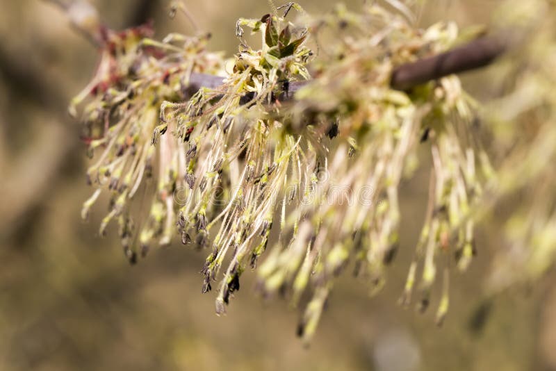 Spring maple tree stock photo. Image of early, small - 223159132