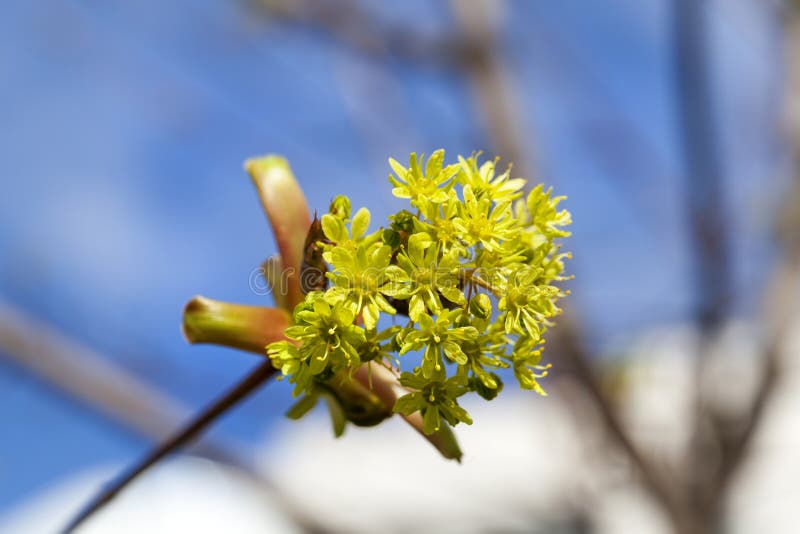 Spring maple tree stock image. Image of brown, county - 223297847