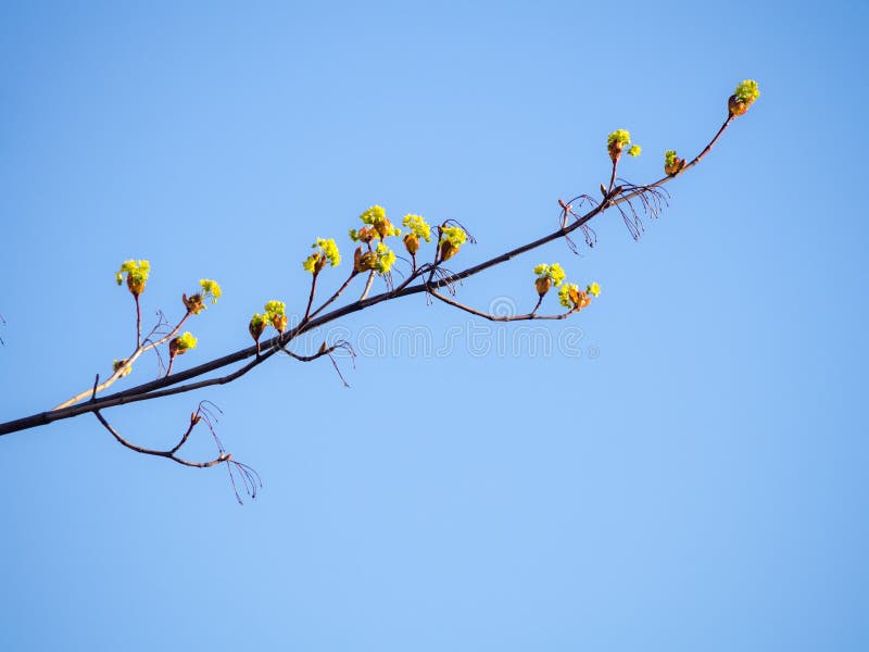 Spring maple tree branch stock photo. Image of bloom - 195476460