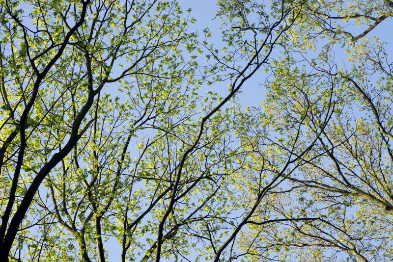 Spring Maple Tree Branches Against Blue Sky Stock Photo - Image of ...
