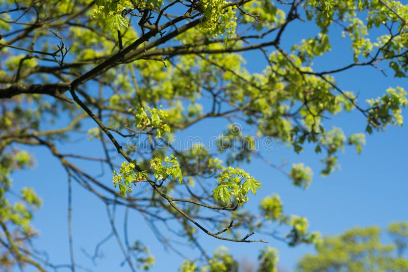 Spring Maple Tree Branches Against Blue Sky Stock Photo - Image of park ...