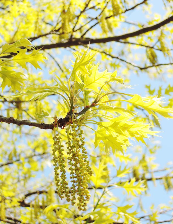 Spring maple tree stock image. Image of golden, branches - 32473111