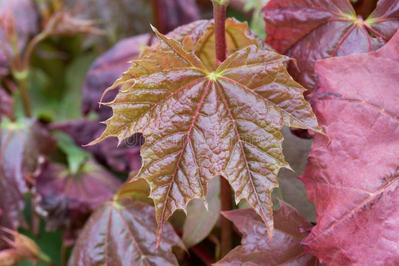 Spring Maple Tree Leaves Macro Stock Photo - Image of close, growing ...