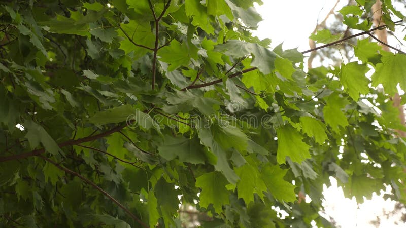 Spring Maple. Maple Tree in the Park. Leaves on Maple Branches are ...