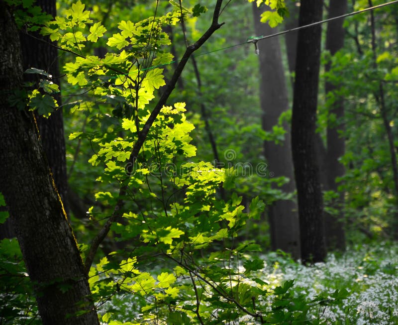 Spring Maple Tree in the Sun. Stock Image - Image of herbs, tree: 46557173