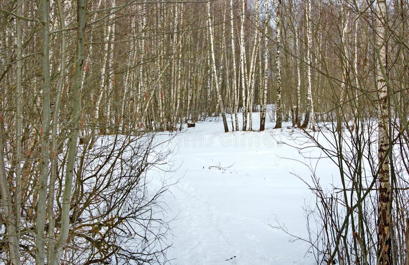 Spring March forest stock photo. Image of world, forestn - 88403138