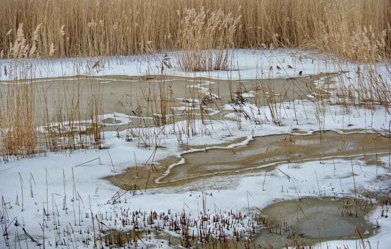 Spring March forest stock image. Image of reed, marsh - 88403203