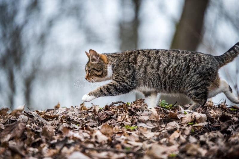 Spring March Tabby Cat is Walking on Dry Leaves Stock Image - Image of ...