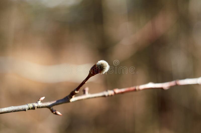 Spring March Twig with Flowering Buds Stock Image - Image of decoration ...
