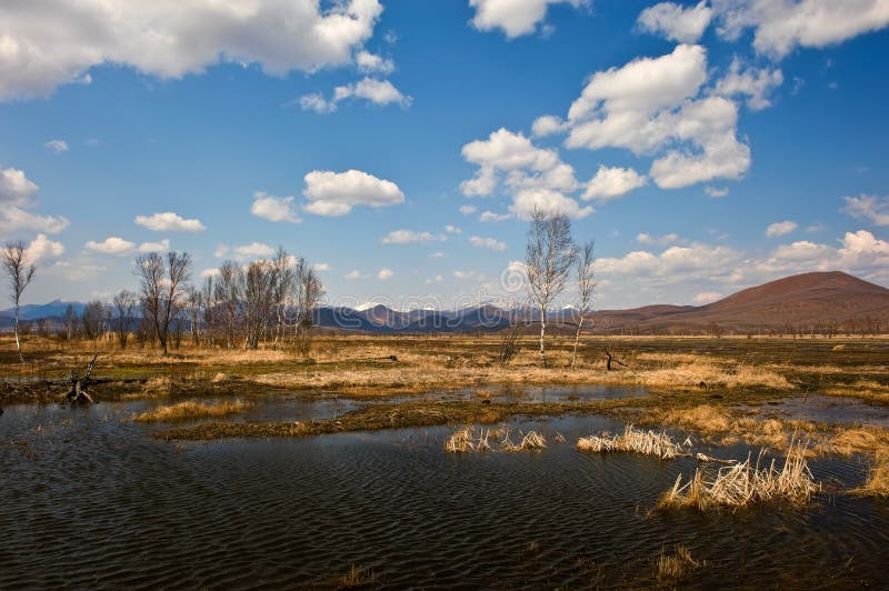 Spring in the marsh edge. stock image. Image of beauty - 24455599