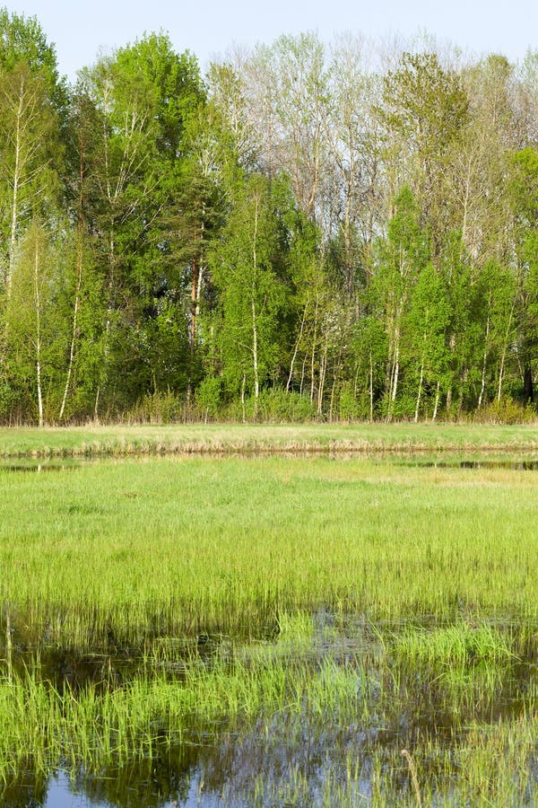 Marsh in the forest stock image. Image of edges, marsh - 132904365