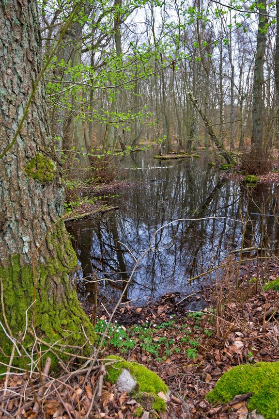 Spring Marsh in Vertical View Stock Photo - Image of sunny, foliage ...