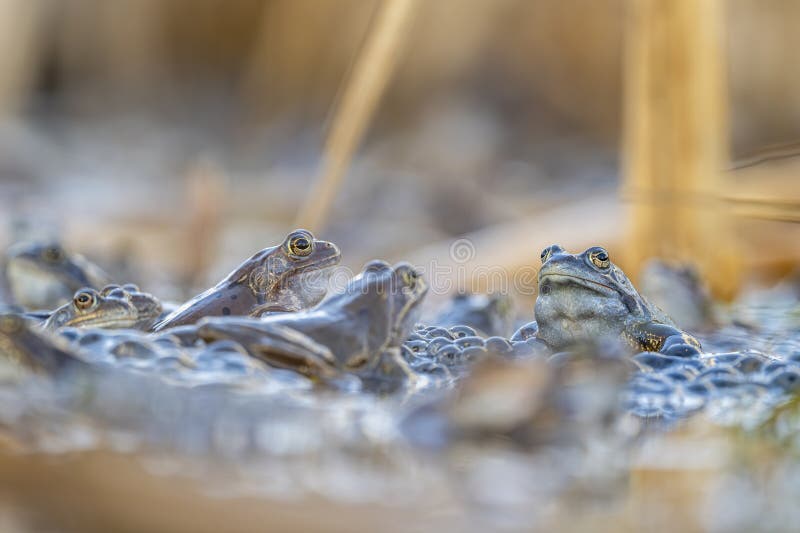 Spring Mating of Frogs. the Moor Frog, Rana Arvalis Stock Photo - Image ...