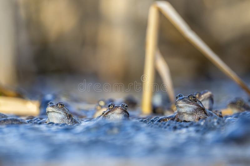 Spring Mating of Frogs. the Moor Frog, Rana Arvalis Stock Image - Image ...