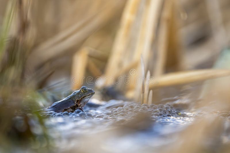 Spring Mating of Frogs. the Moor Frog, Rana Arvalis Stock Photo - Image ...