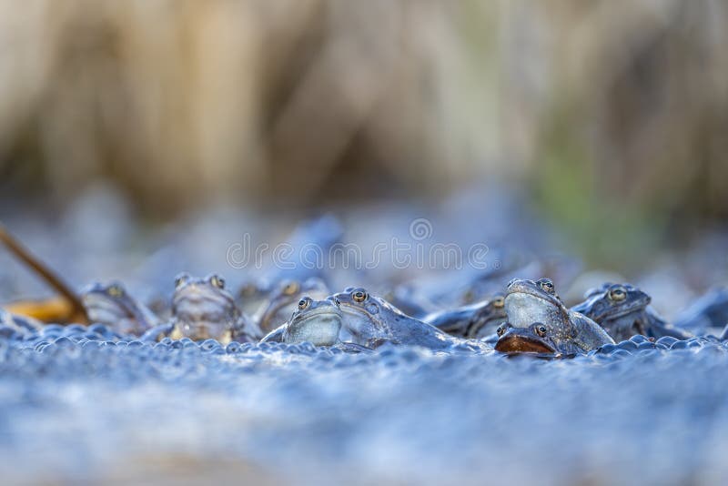 Spring Mating of Frogs. the Moor Frog, Rana Arvalis Stock Image - Image ...